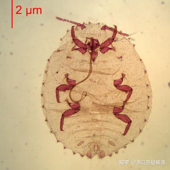 【政策解读】进口越南鲜食榴莲政策解读 - 知乎