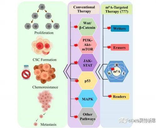 一篇综述读懂m6A RNA甲基化与肿瘤信号通路之间的联系 - 知乎