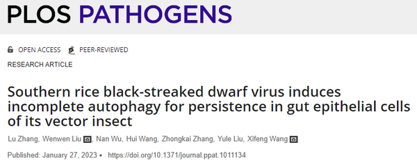 PloS Pathog︱中国农业科学院植物保护研究所王锡锋团队揭示植物病毒操纵介体昆虫自噬促进持久传播的机制 - 知乎