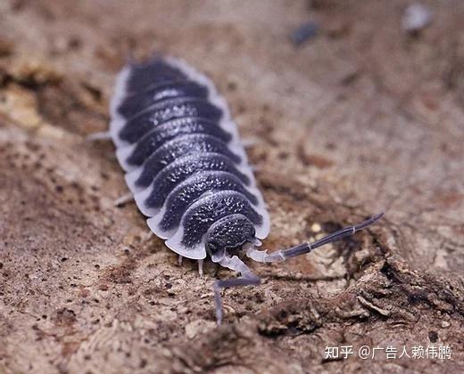 原生态之美 Porcellio属 😆鼠妇美图鉴 - 知乎