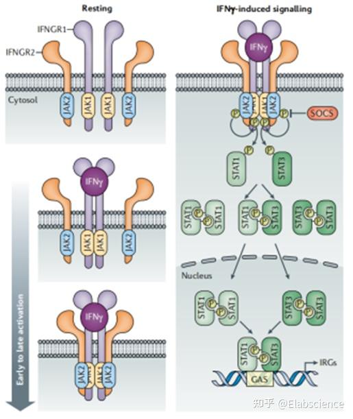靶标解读丨以抗病毒闻名的 IFN-γ - 知乎