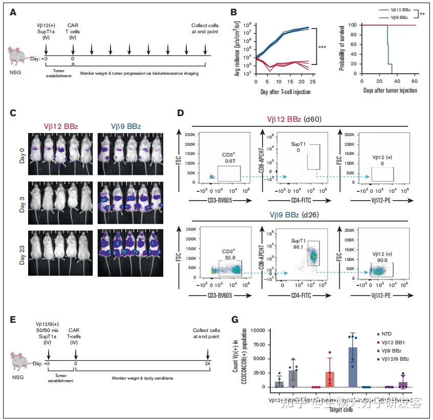 经典CAR分子的选择—全人源scFv抗体分子 - 知乎