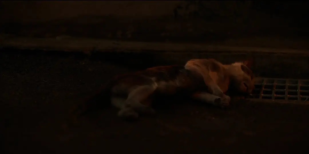 这19 jin《命定之人》刷完8集磕疯了，太野了，好看！ - 知乎