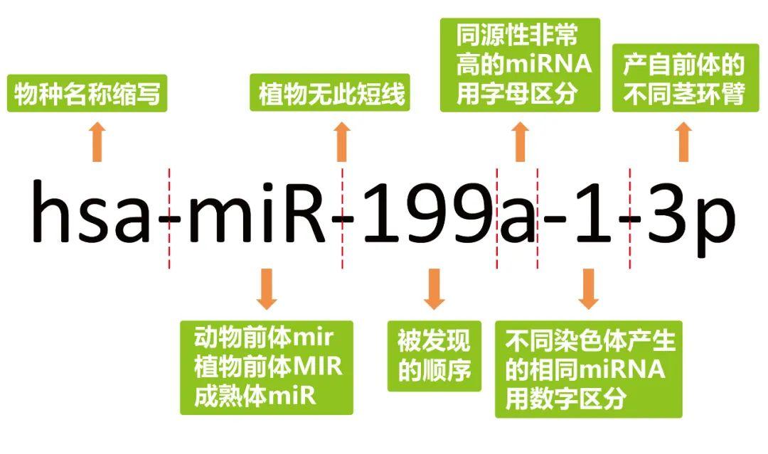 植物microRNA研究入门指南 - 知乎