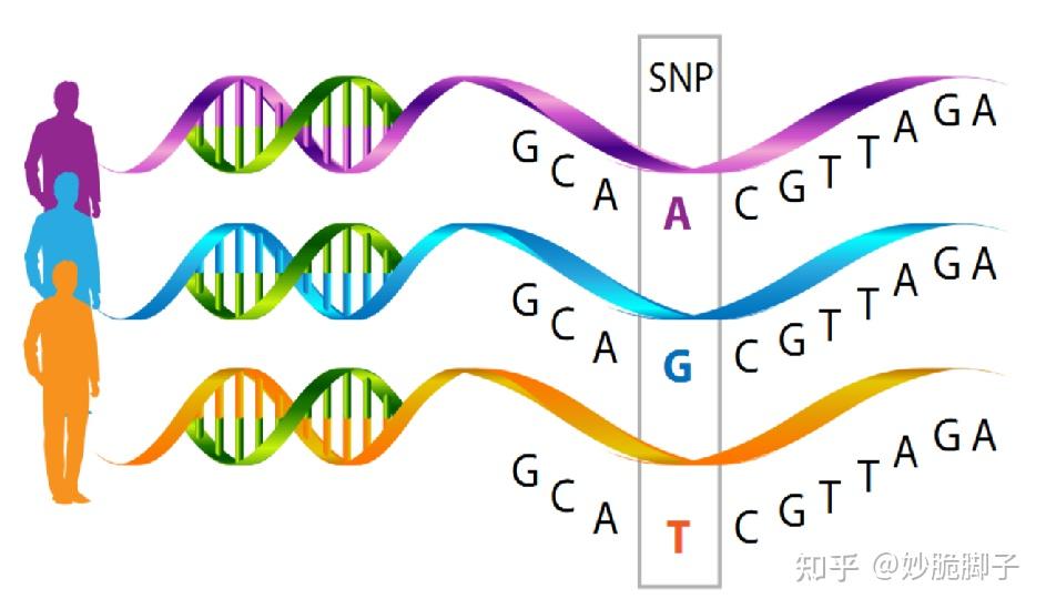 SNP到底是个啥东东？ - 知乎