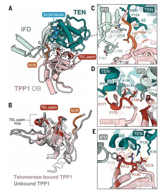 【文献翻译】TPP1-POT1募集人端粒酶的结构基础 - 知乎