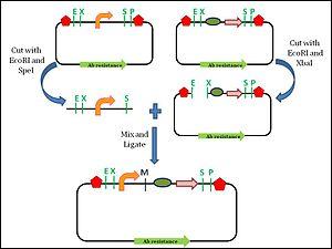 IGEM的biobrick（生物元件）注册表 - 知乎