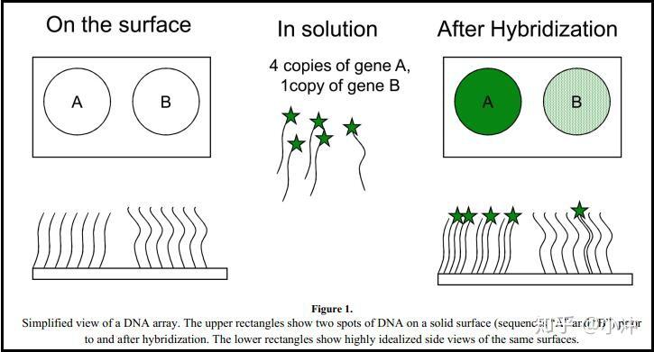 组学方法与数据分析——cDNA microarray（基础篇） - 知乎