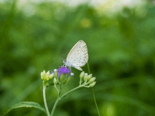 人均抓拍大师！无脑拍摄决定性瞬间的正确姿势！ - 知乎