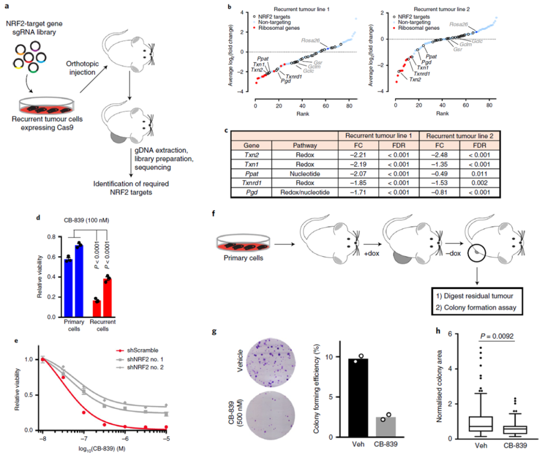 Nat Metab | 文献精读：NRF2通过调节氧化还原和核苷酸代谢促进休眠肿瘤细胞的复发 - 知乎