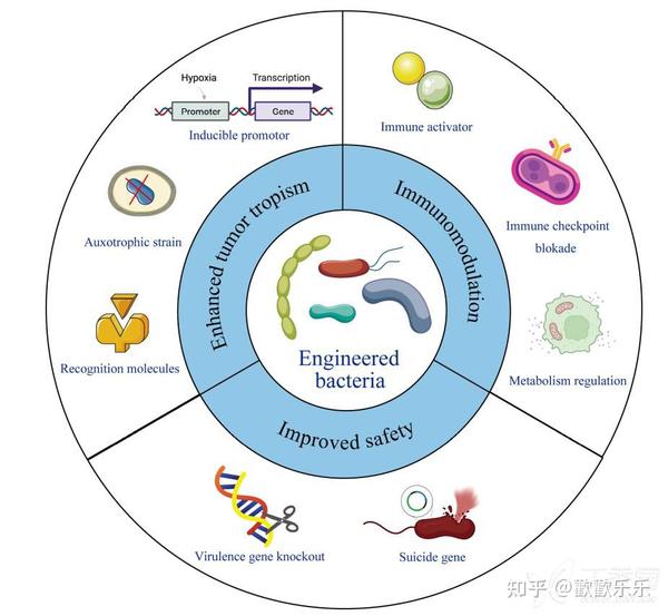 基础实验：肿瘤细菌免疫治疗的研究现状与未来方向 - 知乎