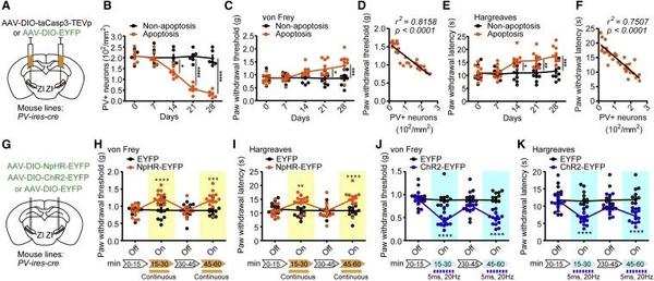疼痛调节的Po-ZI通路 - 知乎