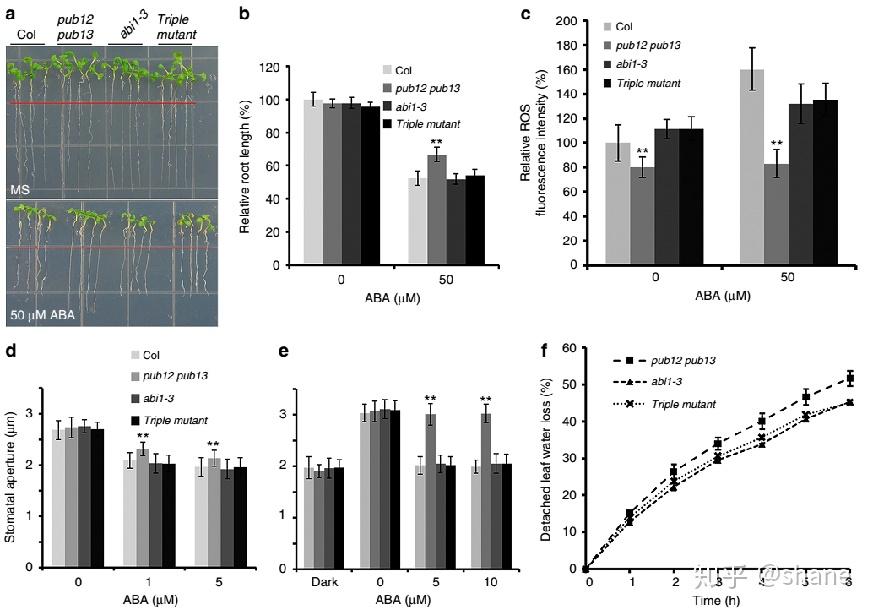 E3泛素连接酶PUB12/13降解ABA的共受体ABI1 - 知乎