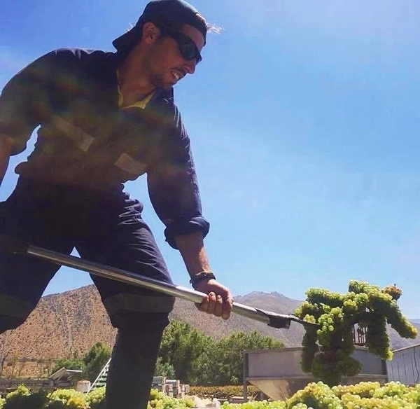 小甜心“佩德罗-希梅内斯(Pedro Ximenez)” - 知乎