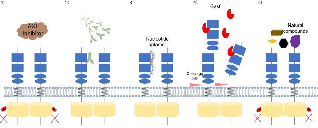 浅谈受体酪氨酸激酶AXL与肿瘤免疫治疗 - 知乎