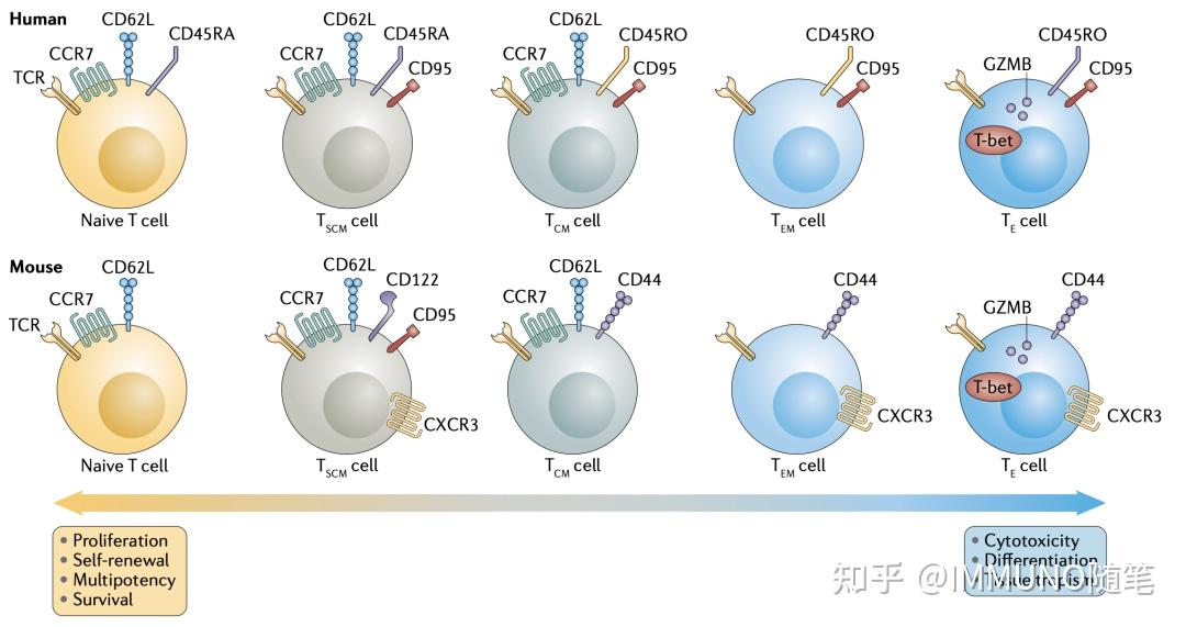CAR-T细胞持续性的网络调控及策略解析 (全) - 知乎
