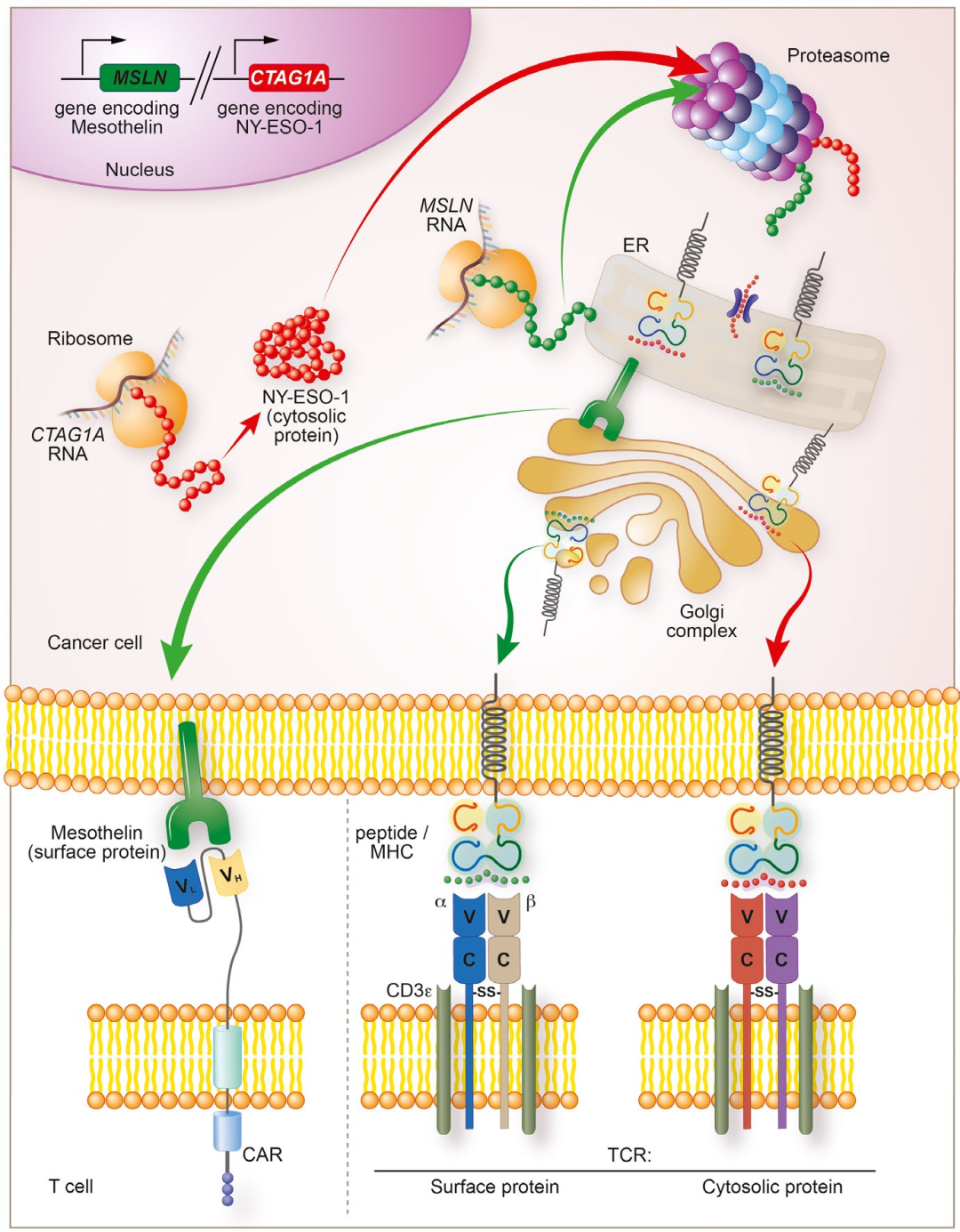 胞内抗原破冰者-TCR疗法 - 知乎