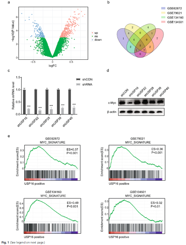 USP16通过去泛素化和稳定c-Myc来调节去势抵抗性前列腺癌细胞增殖 - 知乎