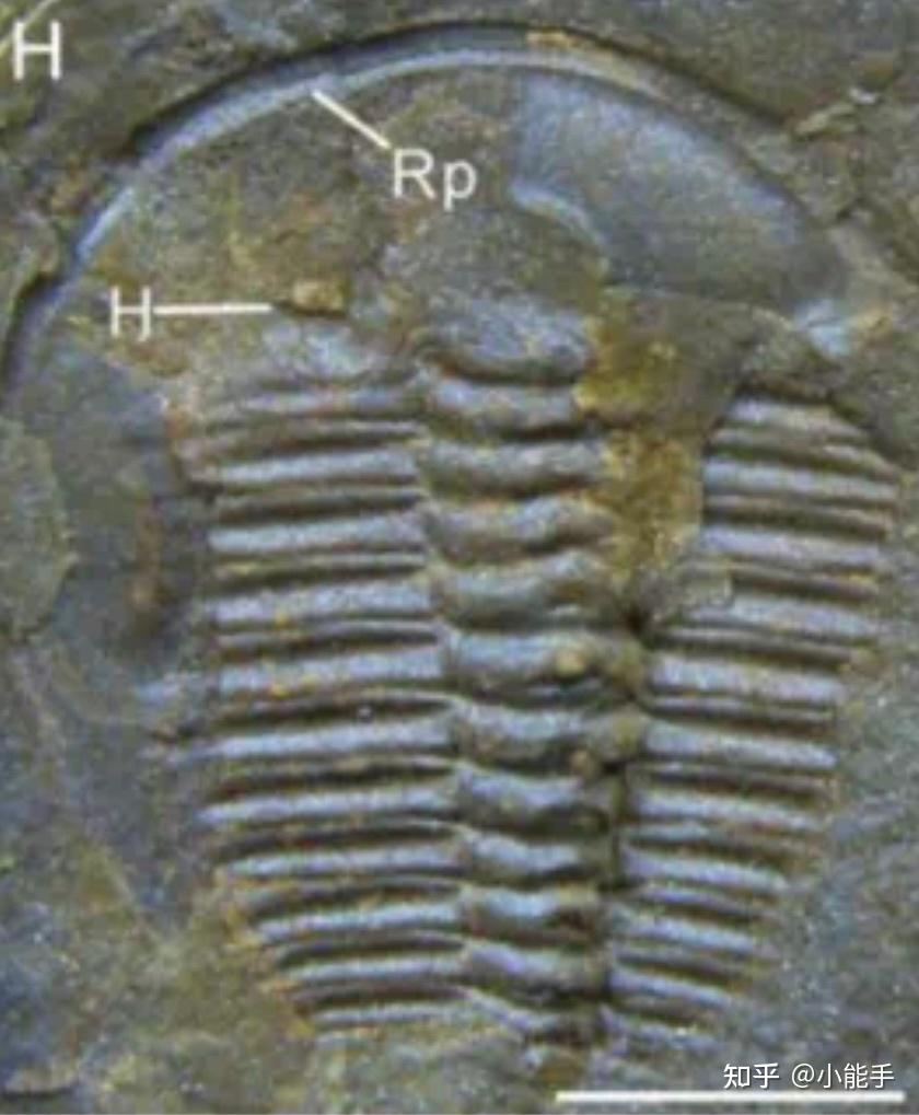 【三叶虫分类科普 1/ N 】褶颊虫目 - Ptychopariida - 知乎