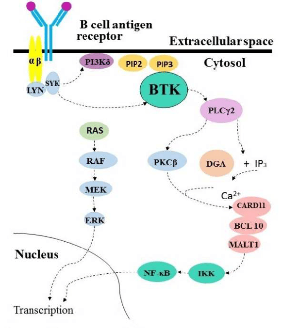 欧洲贵族频终止研发，赛诺菲与BTK抑制剂的极限拉扯 - 知乎