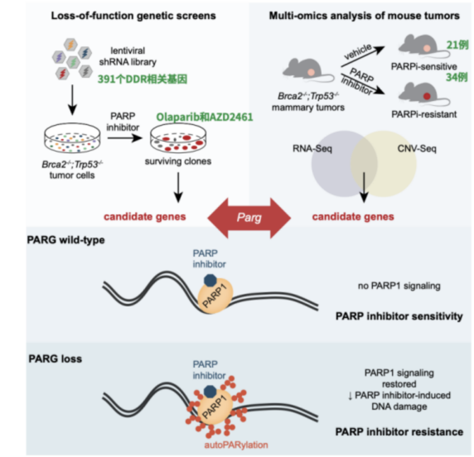 深度揭秘“抗癌神药” PARP抑制剂肿瘤靶向药治疗机制 - 知乎