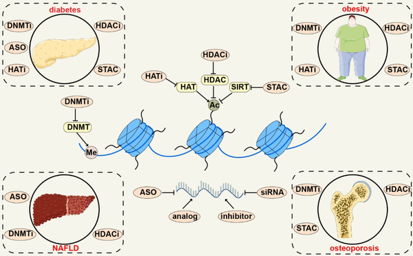 STTT 综述︱中南大学湘雅二医院黎志宏/袁凌青团队评述表观遗传学在代谢内分泌疾病中的作用及研究进展 - 知乎