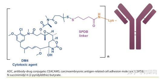 旧CEACAM5的新出路：肿瘤免疫治疗 - 知乎