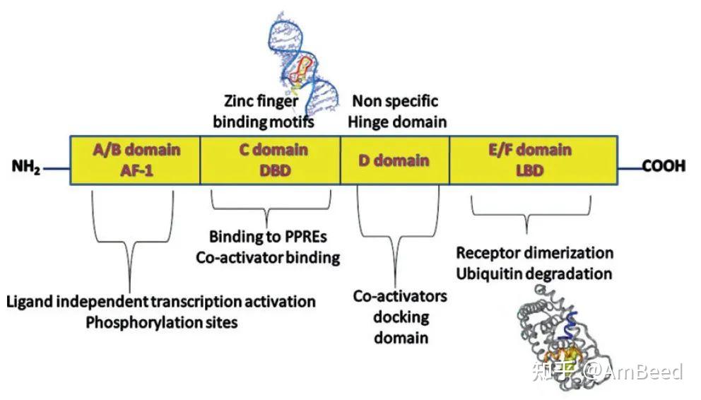 【AmBeed解析】探秘PPAR：细胞内的“千面”靶点 - 知乎