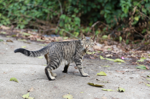 狸花猫多少钱一只，狸花猫价格 - 知乎