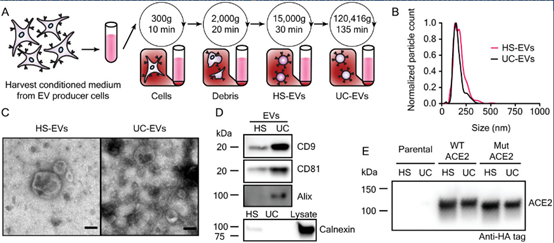【耀文解读】Science新进展：ACE2诱饵或可抗COVID-19病毒入侵及相关药物开发 - 知乎