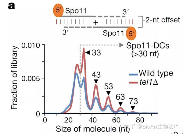 Nature背靠背 | 减数分裂中 DNA 双链可被Spo11 协同切割 - 知乎
