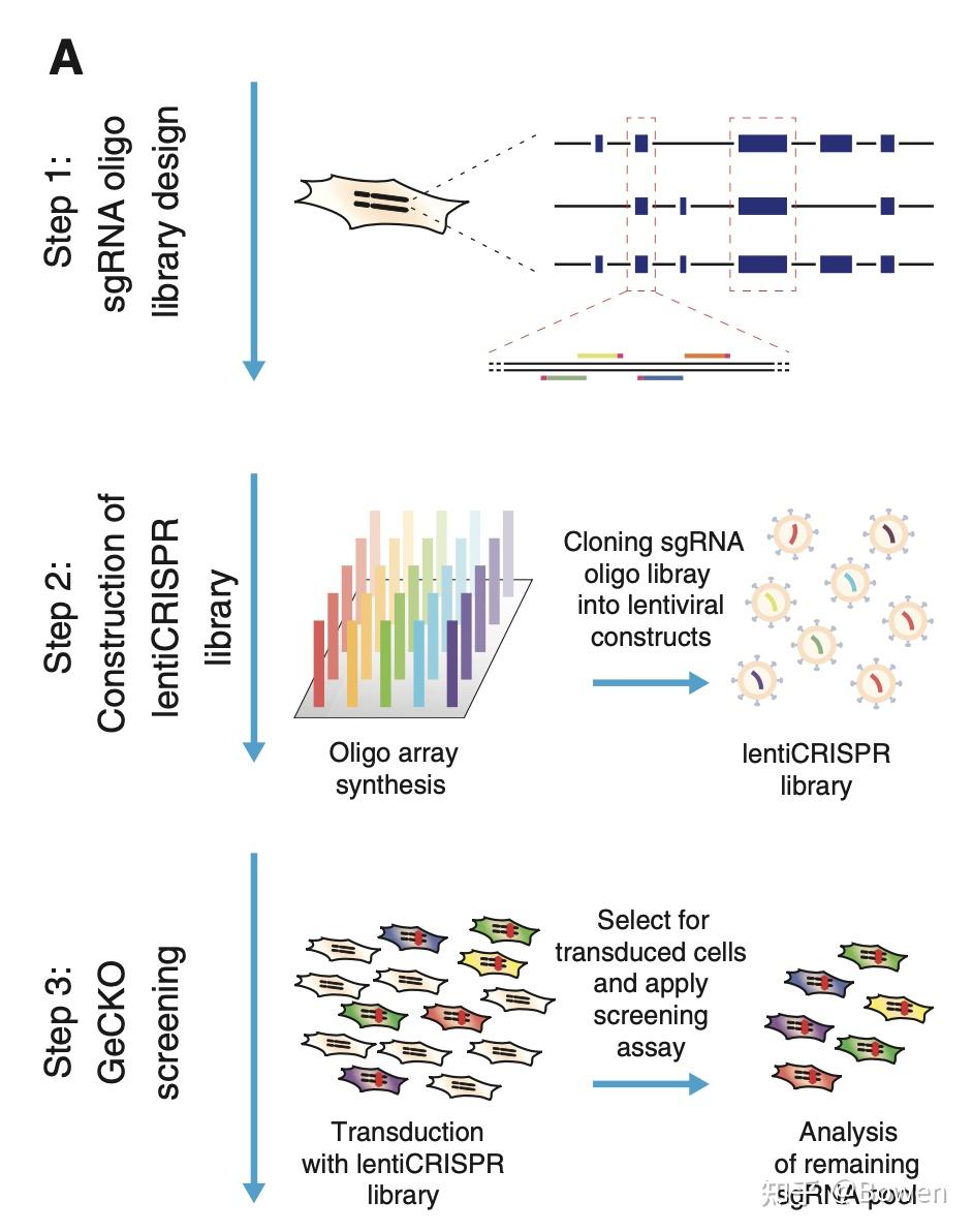 CRISPR-Cas9 Screen技术 - 知乎