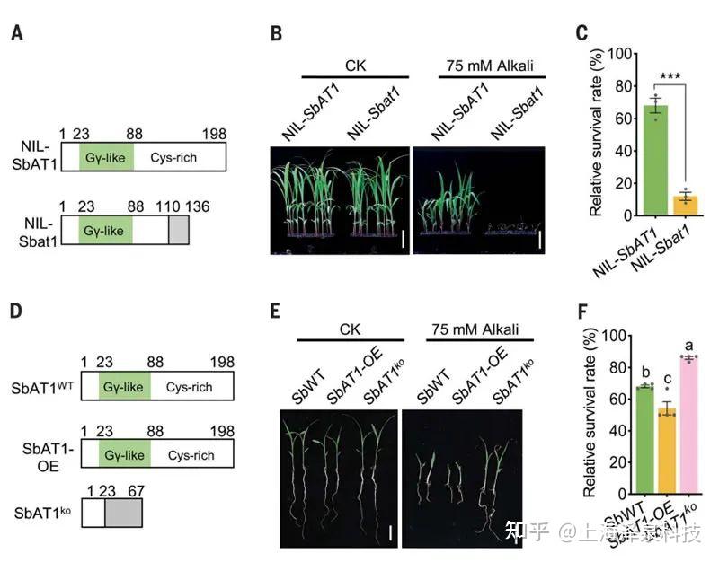 Science重磅：中国科学家首次发现编码Gγ蛋白的AT1耐盐碱基因，可大幅增强作物耐盐碱性并提高产量 - 知乎