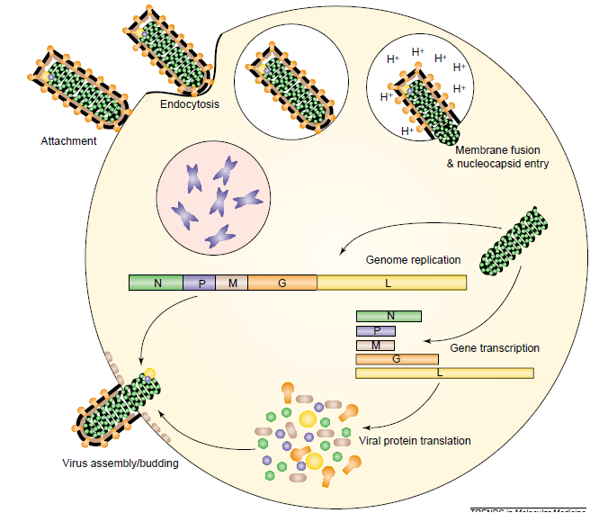 VSV顺向跨多级标记 - 知乎