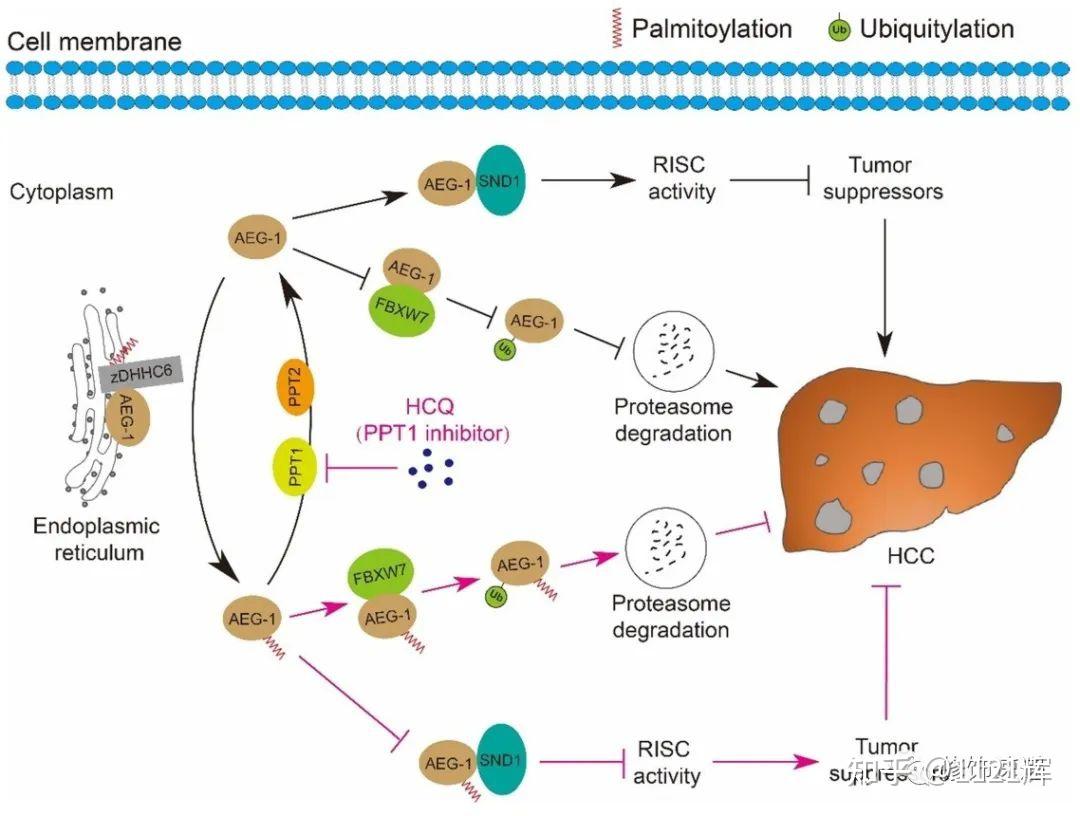 新乡医学院孔二艳/郑俊峰/梁银明团队合作揭示AEG-1蛋白的棕榈酰化修饰调控肝细胞癌进程的作用机制 - 知乎