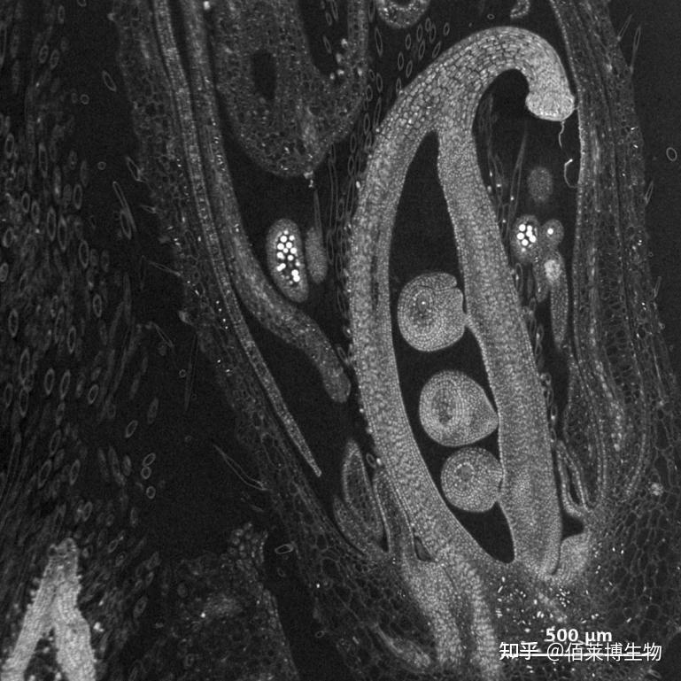 高分辨X射线显微镜（XRM）分析服务 - 知乎
