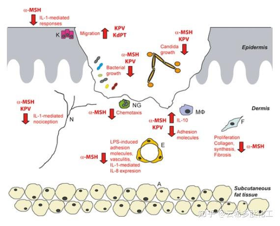 KPV，由赖氨酸、脯氨酸、缬氨酸组成的三肽，自然存在于激素α-MSH - 知乎