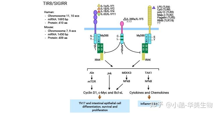 SIGIRR：一个新的信号受体TIR超家族成员，机体炎症、免疫反应的“刹车”分子！ - 知乎