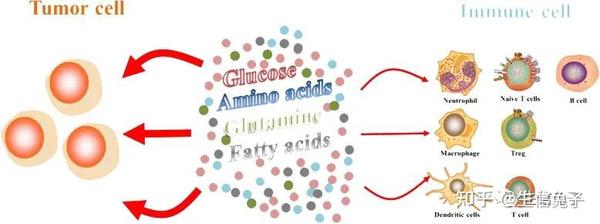 Mol Cancer | 15+综述肿瘤代谢重编程与免疫应答 - 知乎