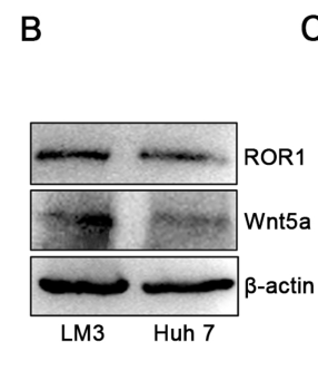 文献精读{酸+转移}：肿瘤干细胞成球实验 - 知乎