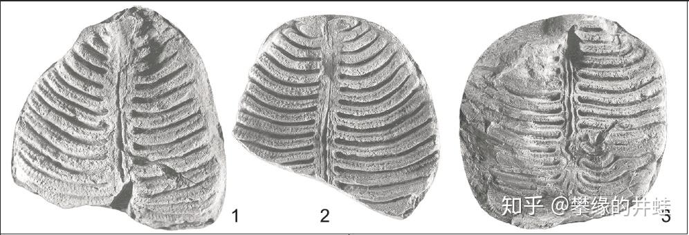 【地球演义】寒武纪的余烬：腕足动物篇 - 知乎