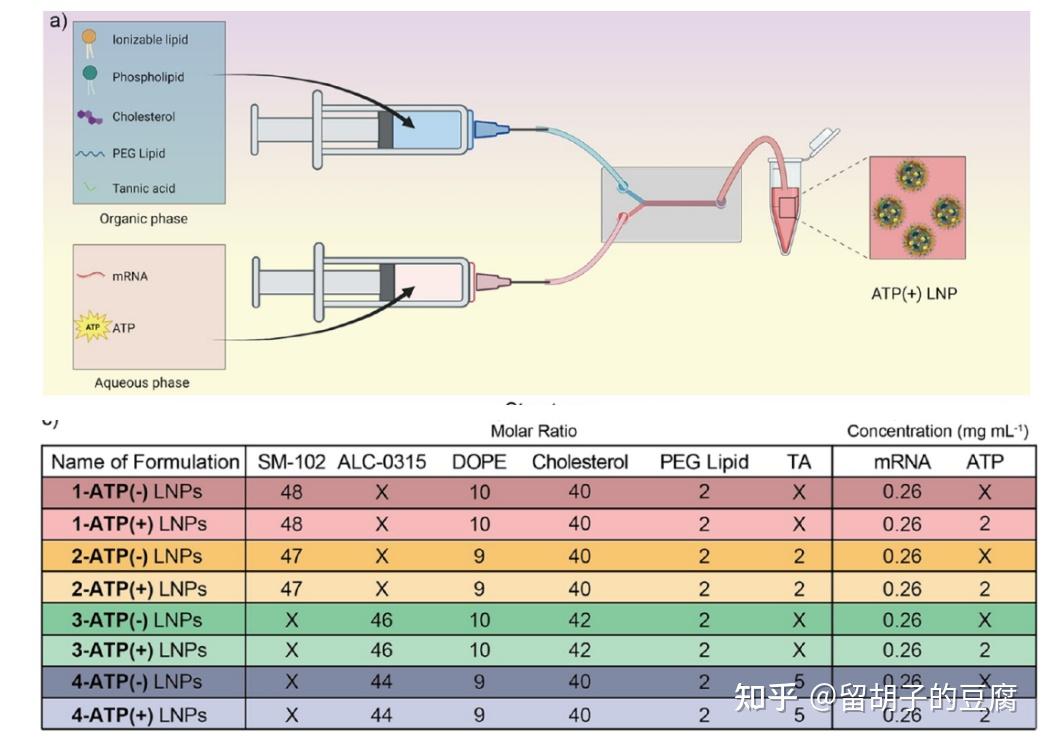 共递送ATP提升mRNA-LNP细胞内蛋白表达水平数十倍 - 知乎