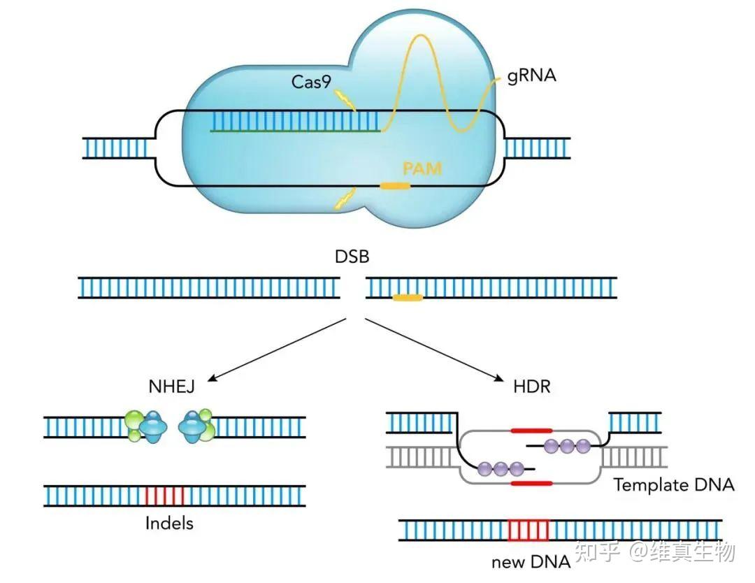 知识分享｜基因编辑CRISPR/Cas9系统介绍 - 知乎