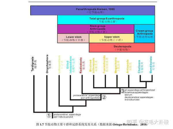 寒武百虫录:类肢动物（1）类肢亚门（Artiopoda）的分类 - 知乎