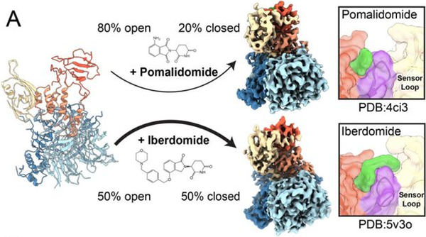 CRBN分子胶药效差异的结构基础 - 知乎