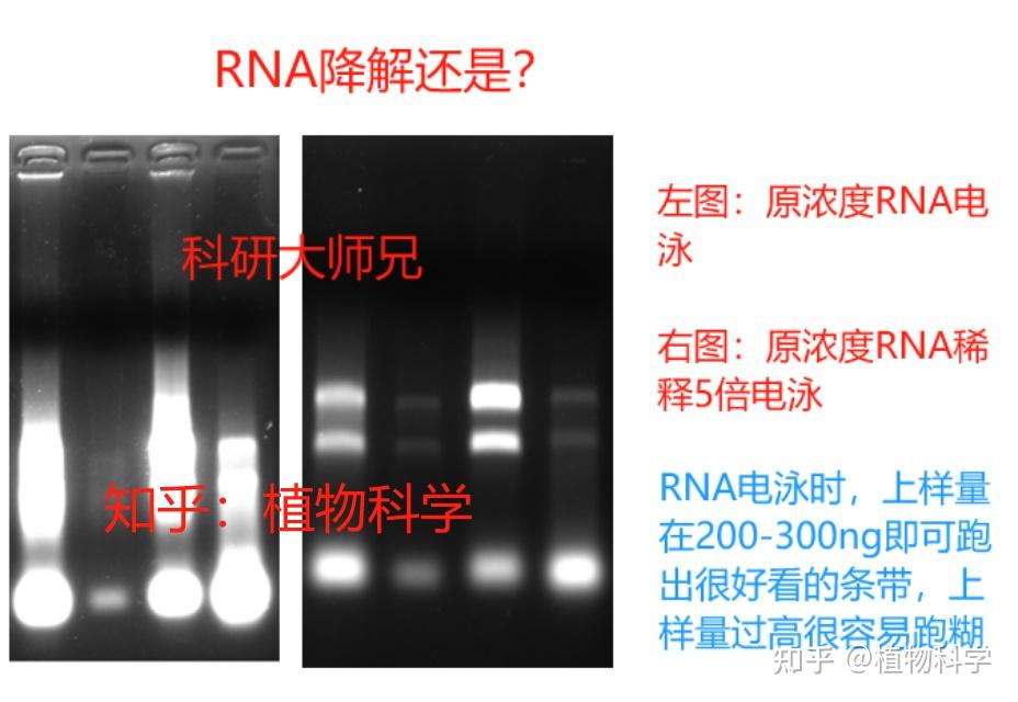 RNA跑胶图判断为降解？还是？ - 知乎
