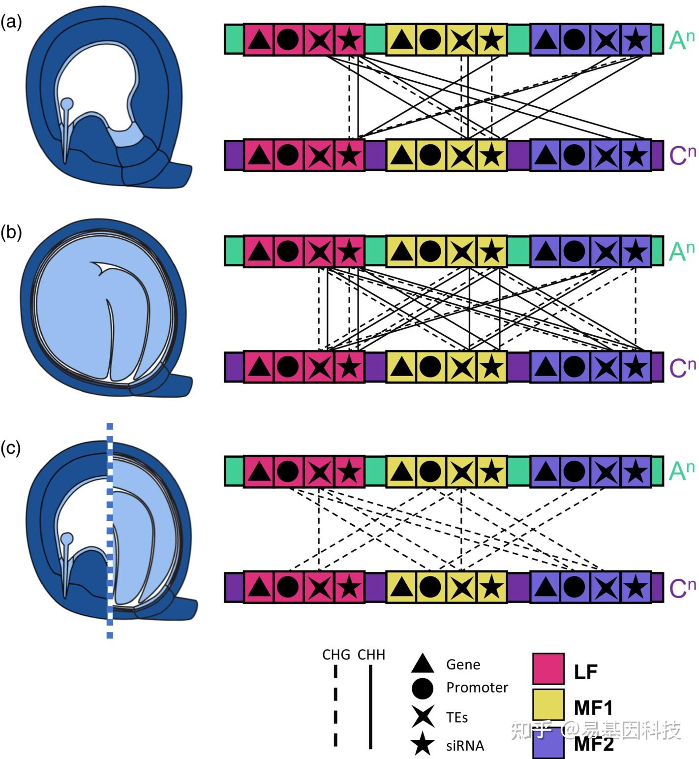 易基因：全基因组DNA甲基化和小RNA分析揭示甘蓝型油菜种子的基因组不对称性 | 植物发育 - 知乎
