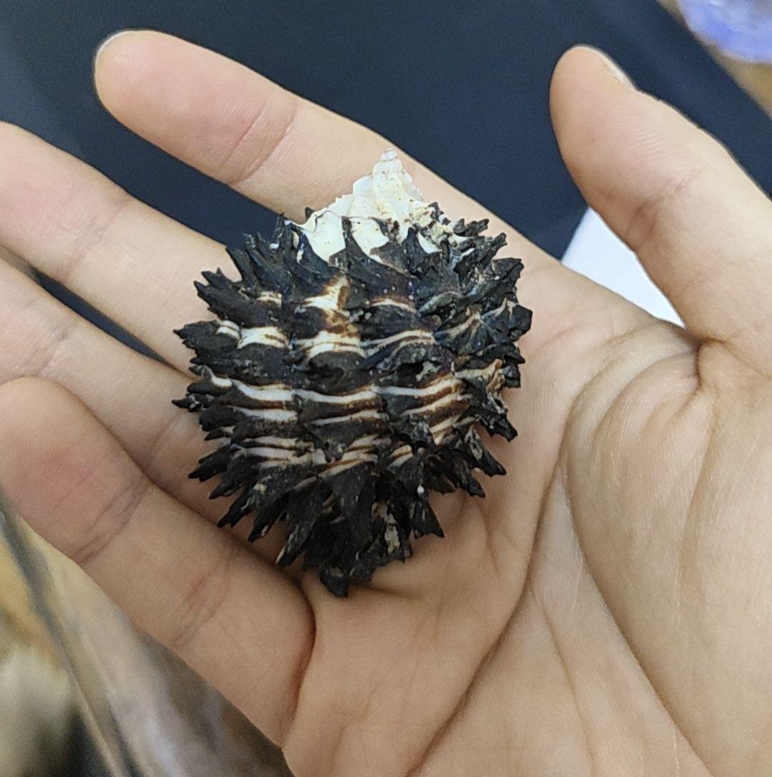 最厚最重的螺类，把叶绿素当做催情药：刺骨螺属Muricanthus【睡前软体动物学334】 - 知乎