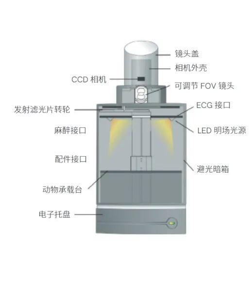 瑞孚迪 IVIS Lumina LT小动物活体成像——让二维光学成像更加简便 - 知乎