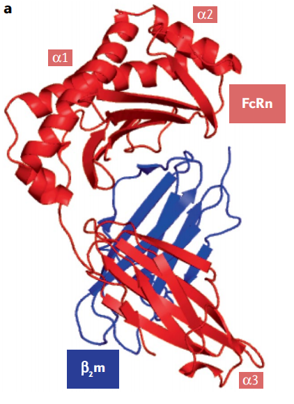 【Nature Reviews】综述: 进入新生儿Fc受体(FcRn)的治疗时代 - 知乎